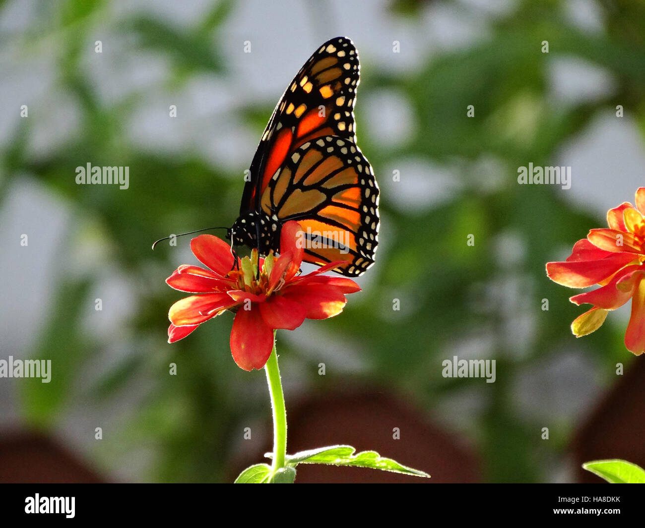 Monarch butterflies are a key species in Minnesota’s national parks ...