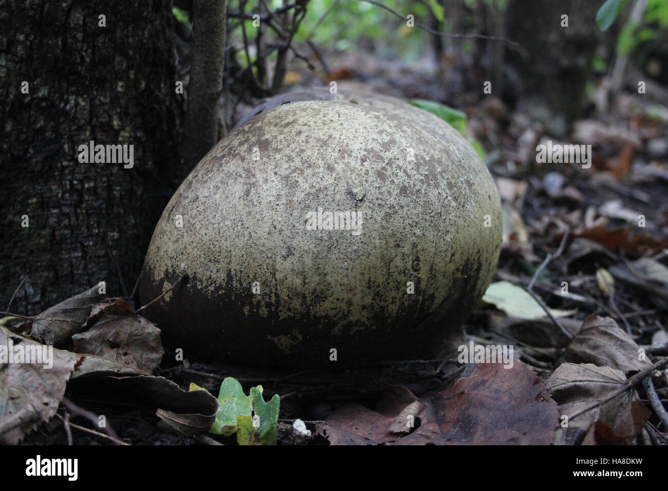 Giant mushroom forest hi-res stock photography and images - Alamy