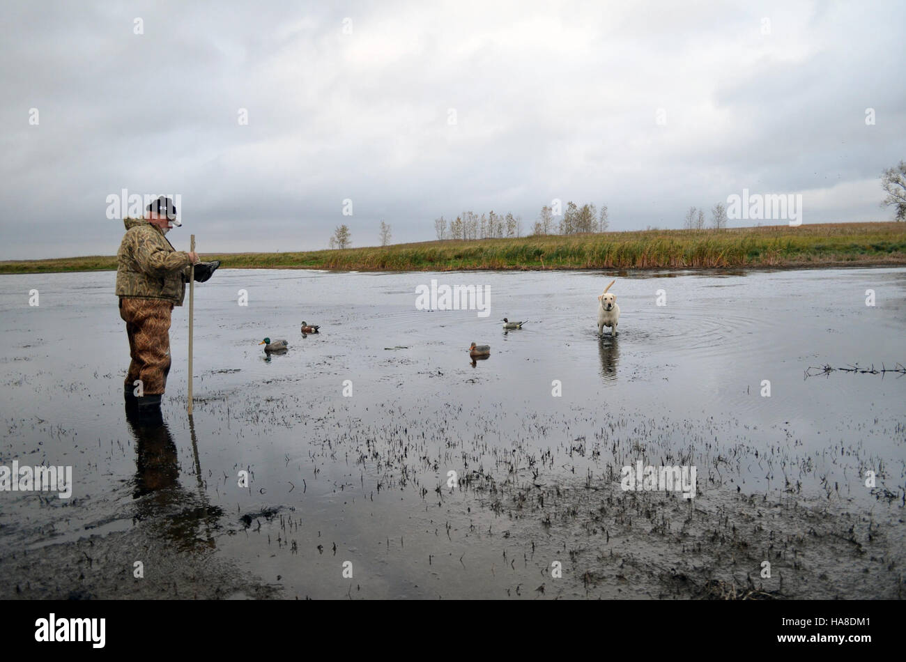 The process of packing up decoys at a waterfowl hunting site in the ...