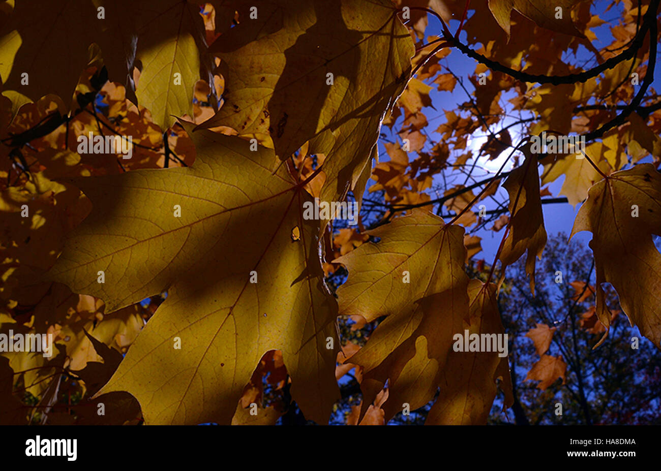 Maple Tree in a National Park illustrates the natural beauty and ...