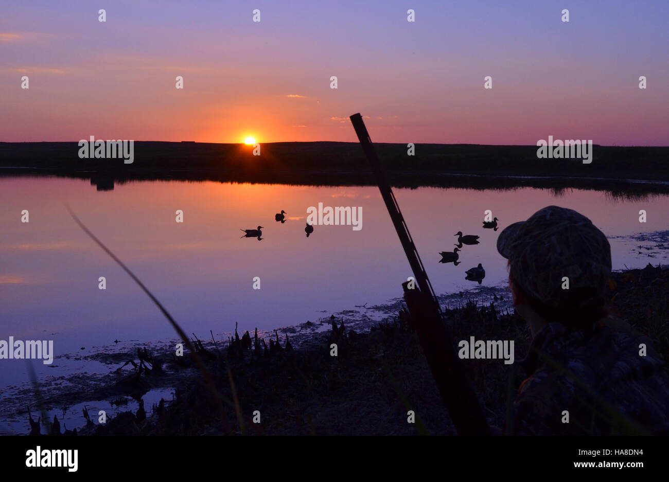 Waterfowl hunting at sunset in a National Park provides a unique ...
