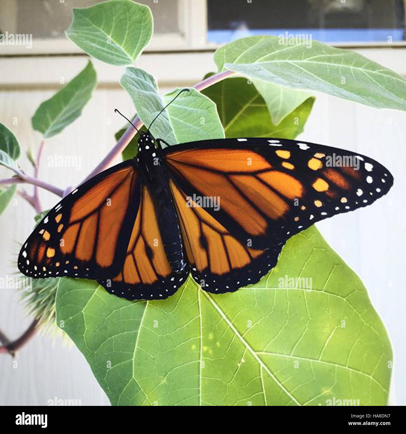 The monarch butterfly is an iconic species in Texas National Parks ...