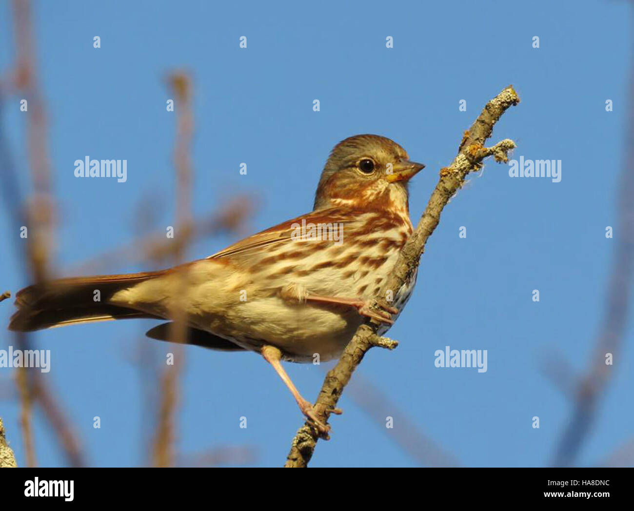 usfwsmidwest 22148317370 Fox Sparrow Stock Photo - Alamy