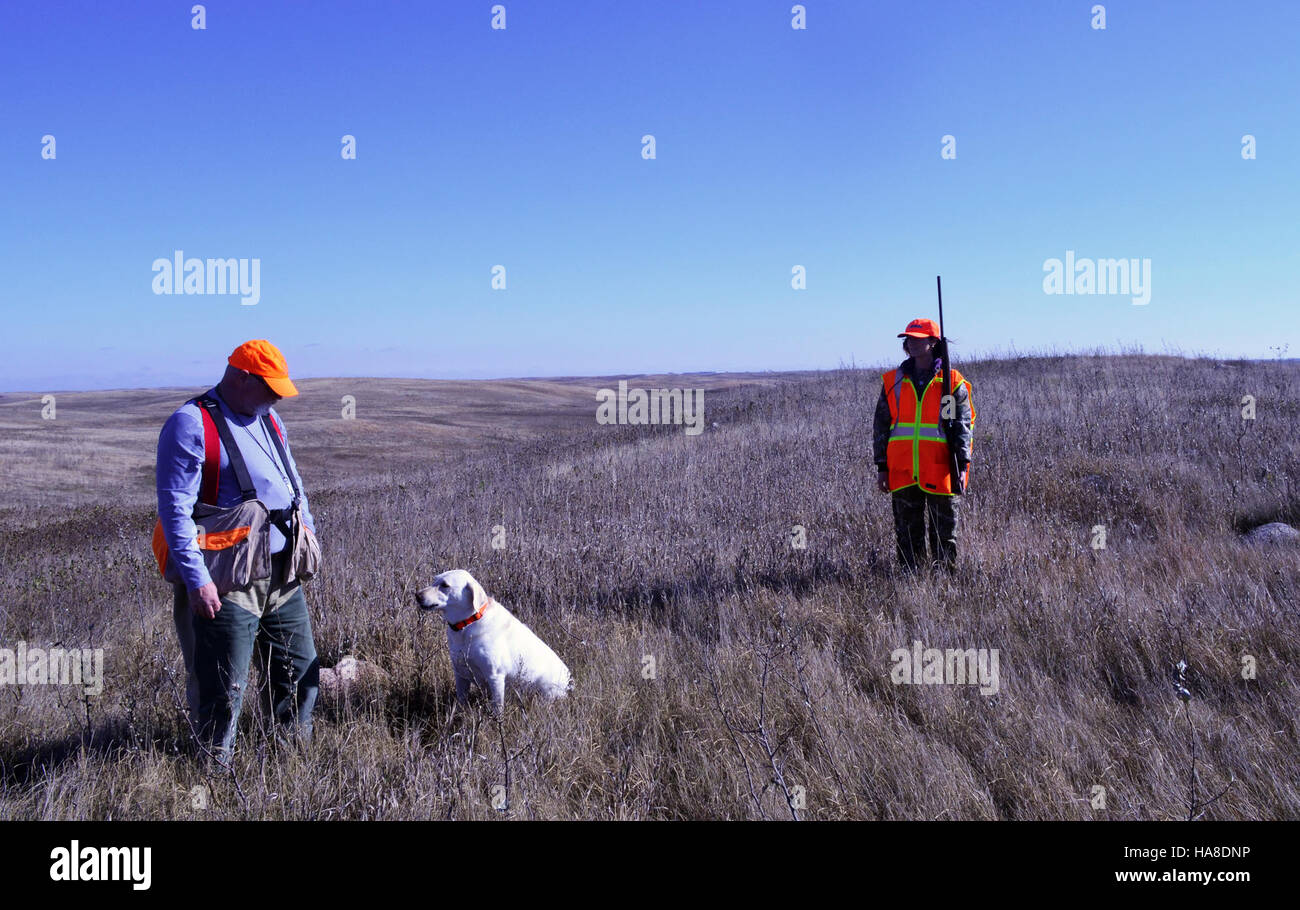In the Midwest, grouse hunting is a traditional activity where trained ...