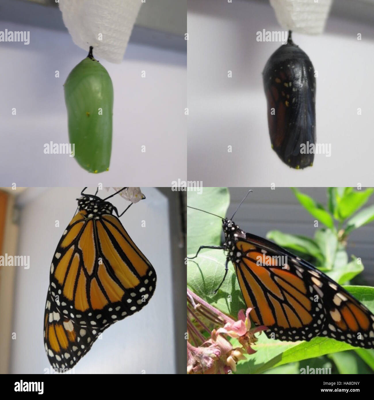 A Monarch butterfly emerges from its chrysalis in a Minnesota national ...