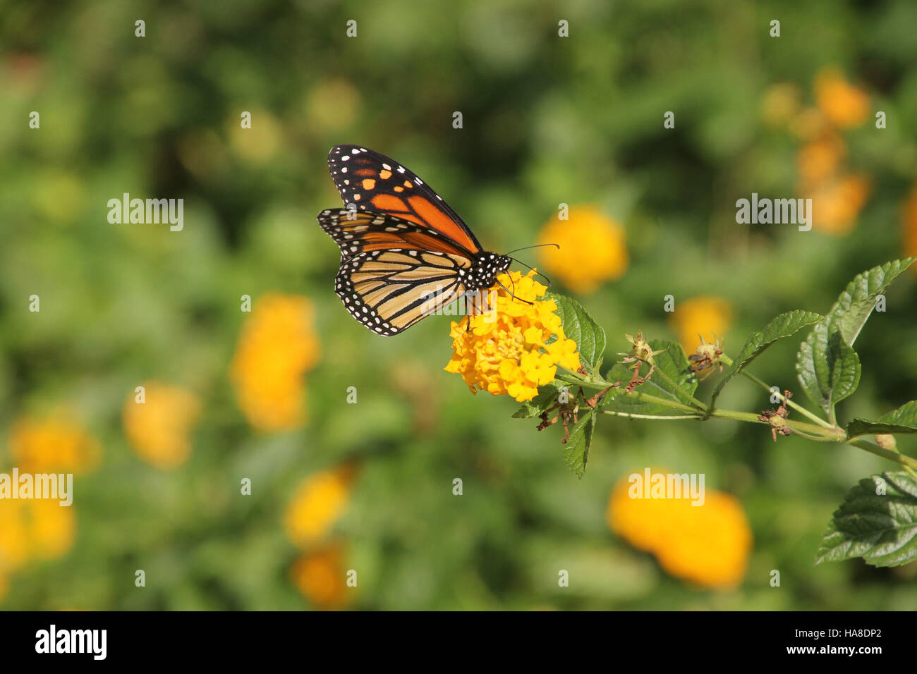 A Monarch butterfly rests in a California national park. These iconic ...