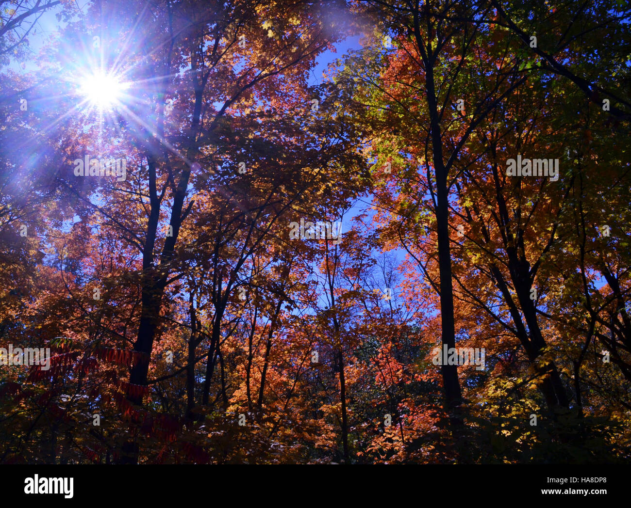 This image captures the vibrant fall foliage in a National Park, with ...