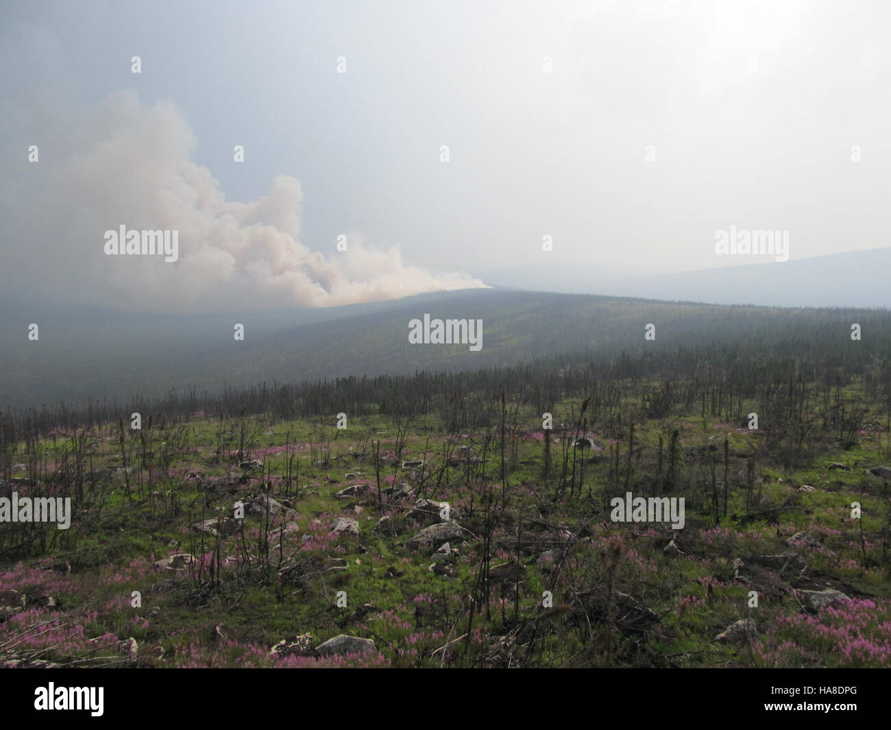 Wildland fire effects hi-res stock photography and images - Alamy
