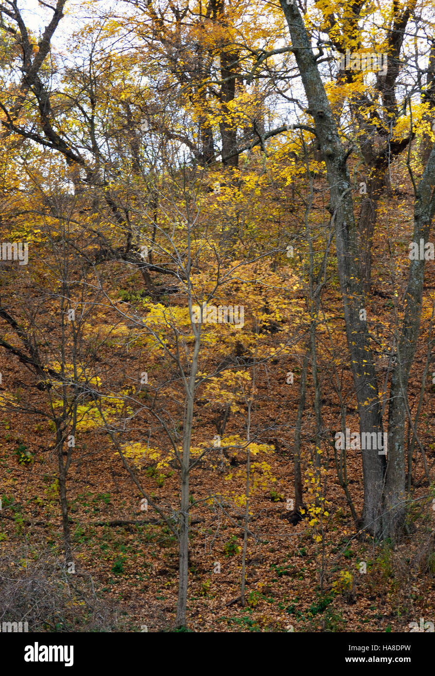 A fall hillside in a U.S. national park is captured, showcasing the ...