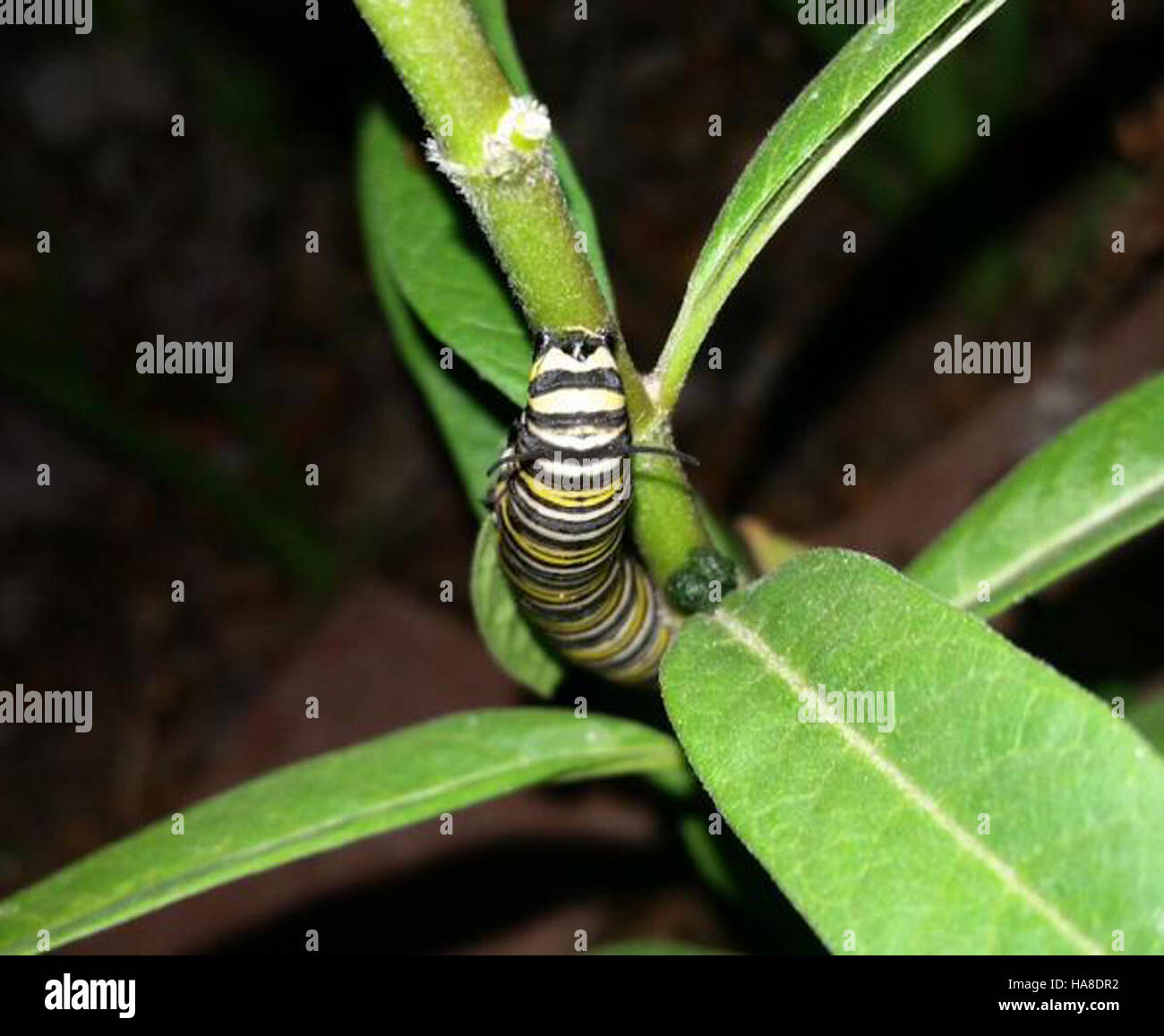 The Monarch caterpillar, a key species in the Monarch butterfly ...