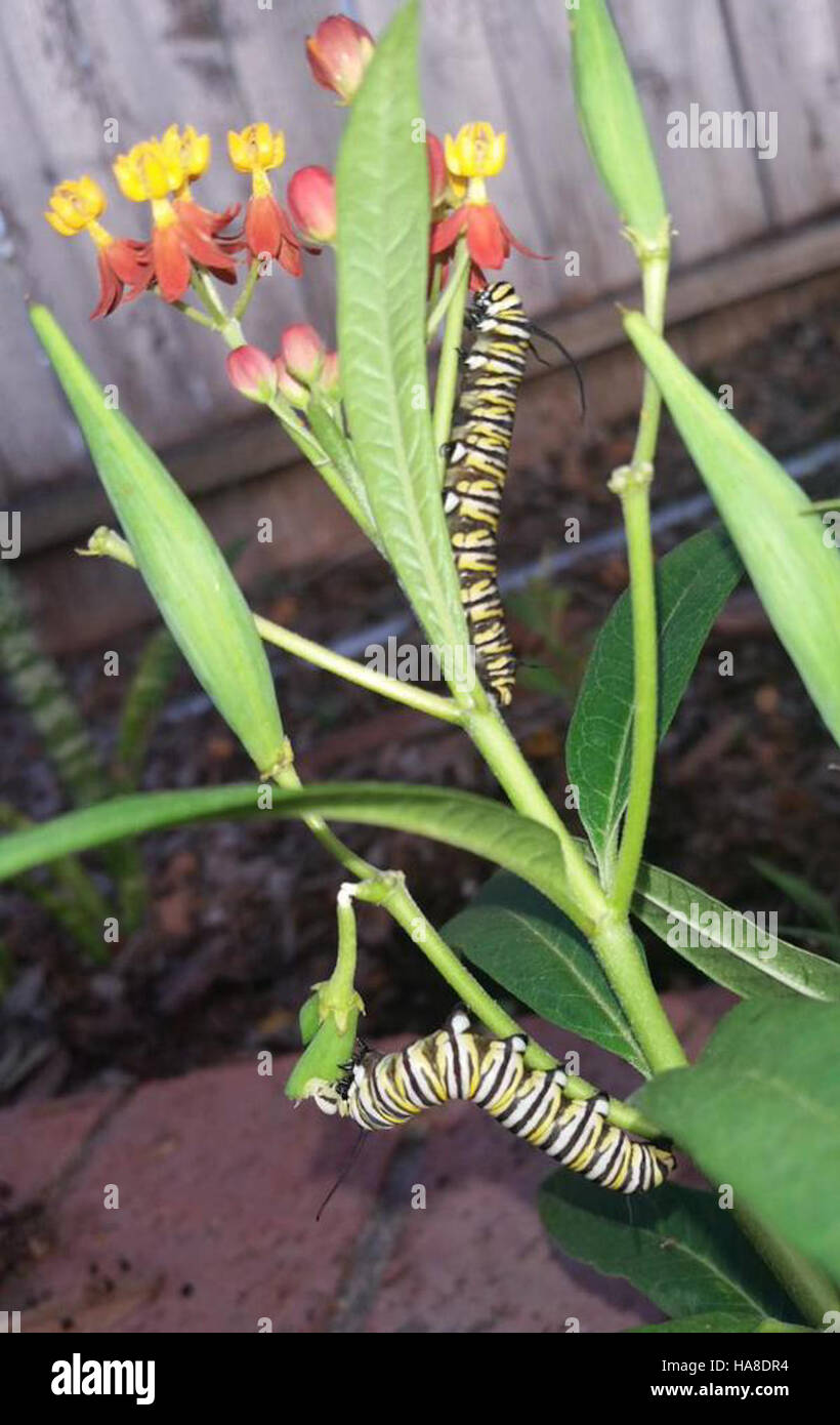 A Monarch caterpillar is spotted in California National Park. This ...