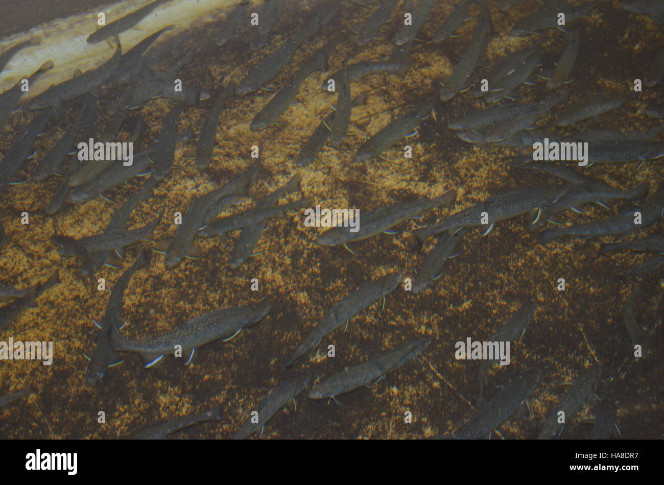 usfwsmidwest 22492047254 Genoa NFH Coaster Brook Trout Raceway Stock ...