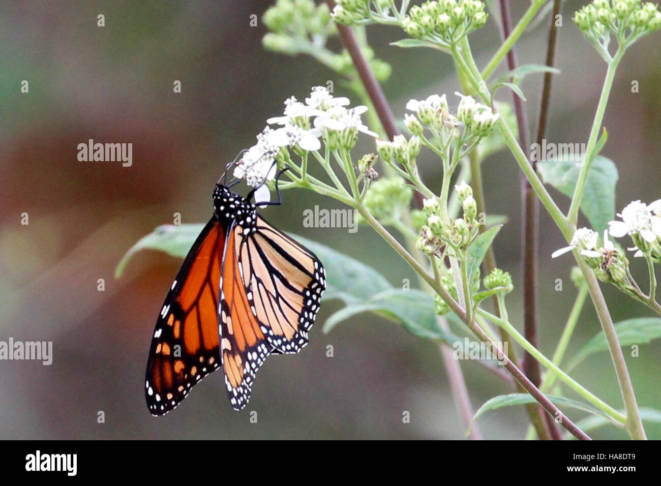 A Monarch butterfly is observed in Florida, showcasing the species ...
