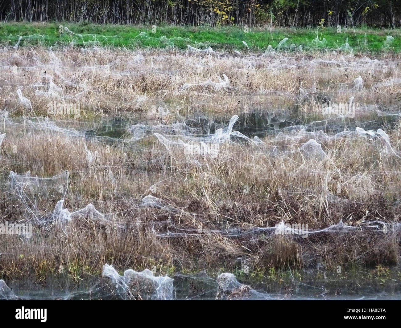 Spider webs at Mingo National Wildlife Refuge demonstrate the intricate ...