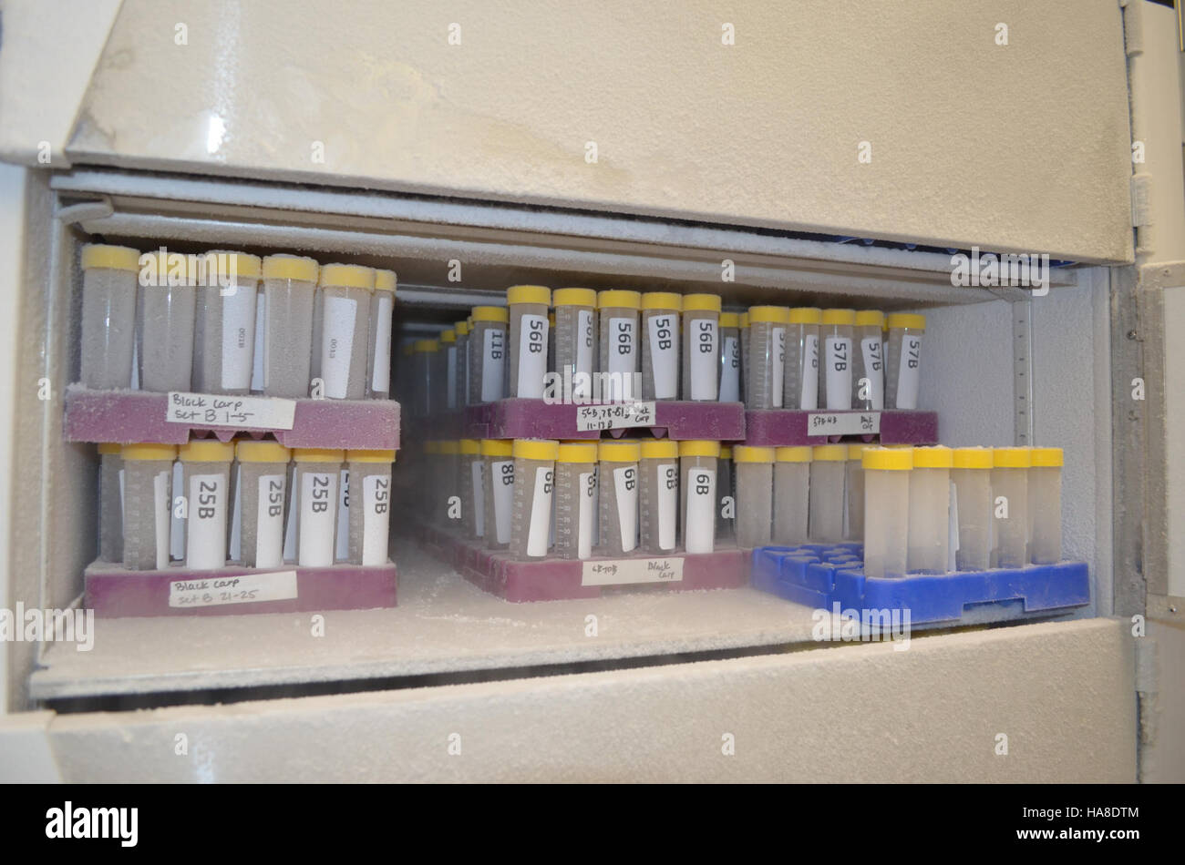 At the Whitney Genetics Lab, eDNA frozen samples are used to study ...