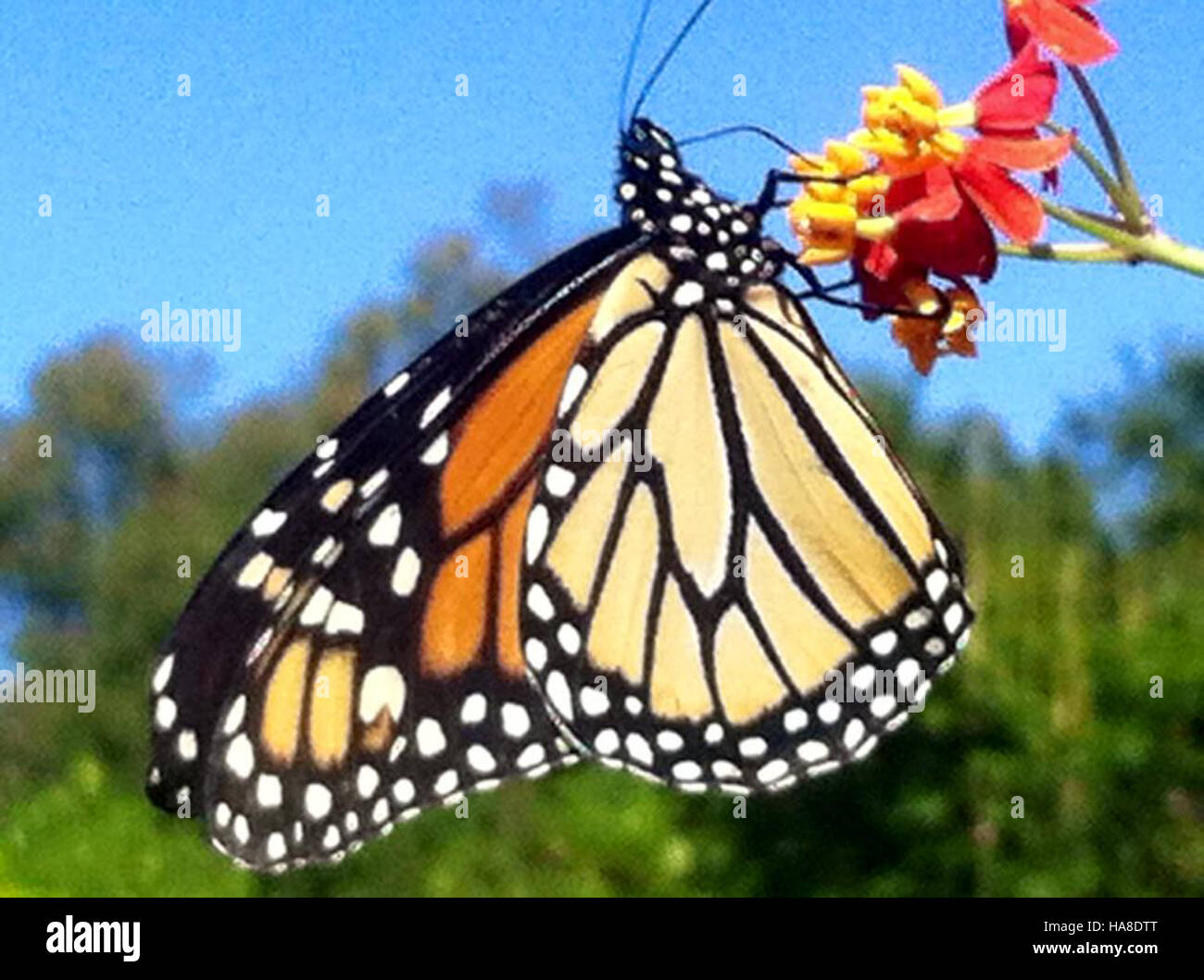The Monarch Butterfly, a species known for its remarkable migration ...