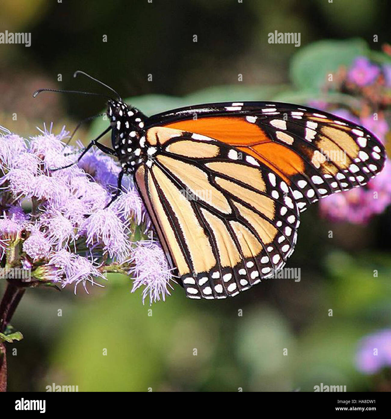 The Monarch Butterfly is celebrated for its incredible migration and ...