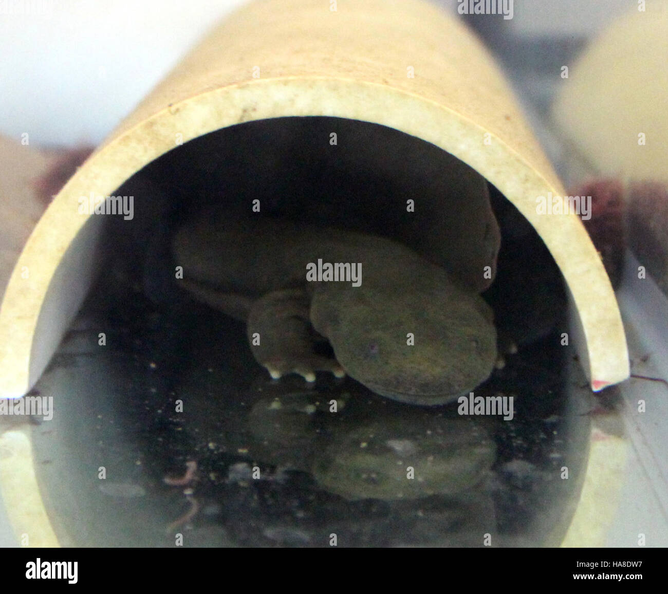 This photo highlights the Eastern Hellbender Project, a conservation ...