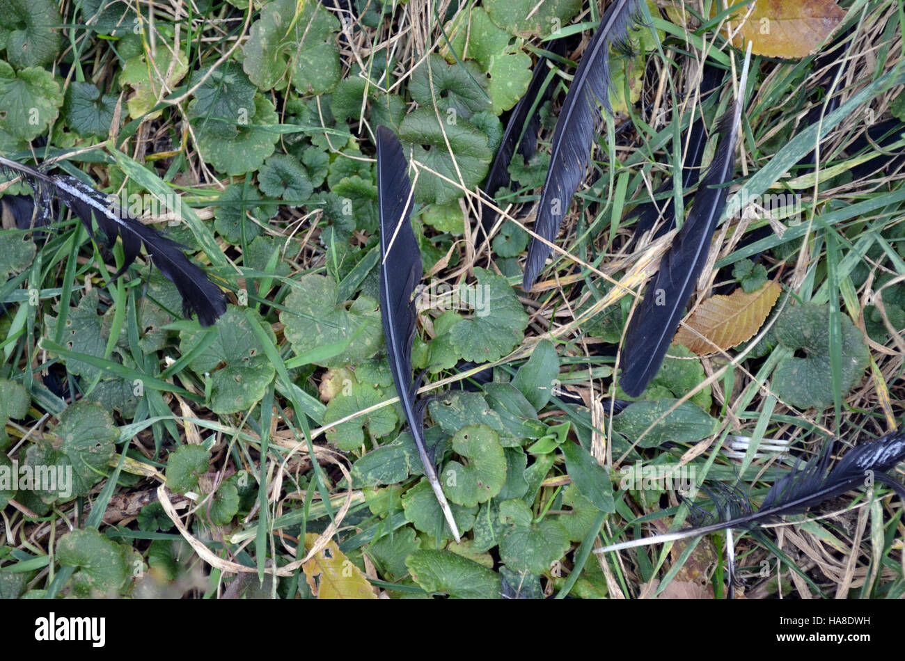 Black Feathers National Park is a protected area in the Midwest ...