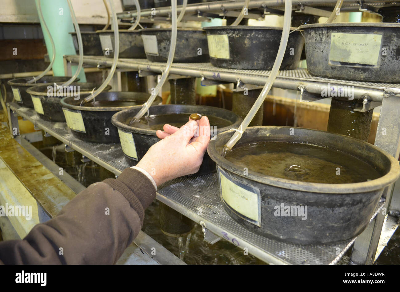 Mussel propagation hi-res stock photography and images - Alamy