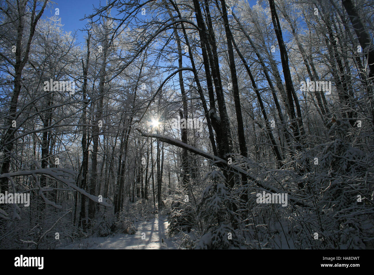 The winter season transforms trees in national parks into stark, yet ...
