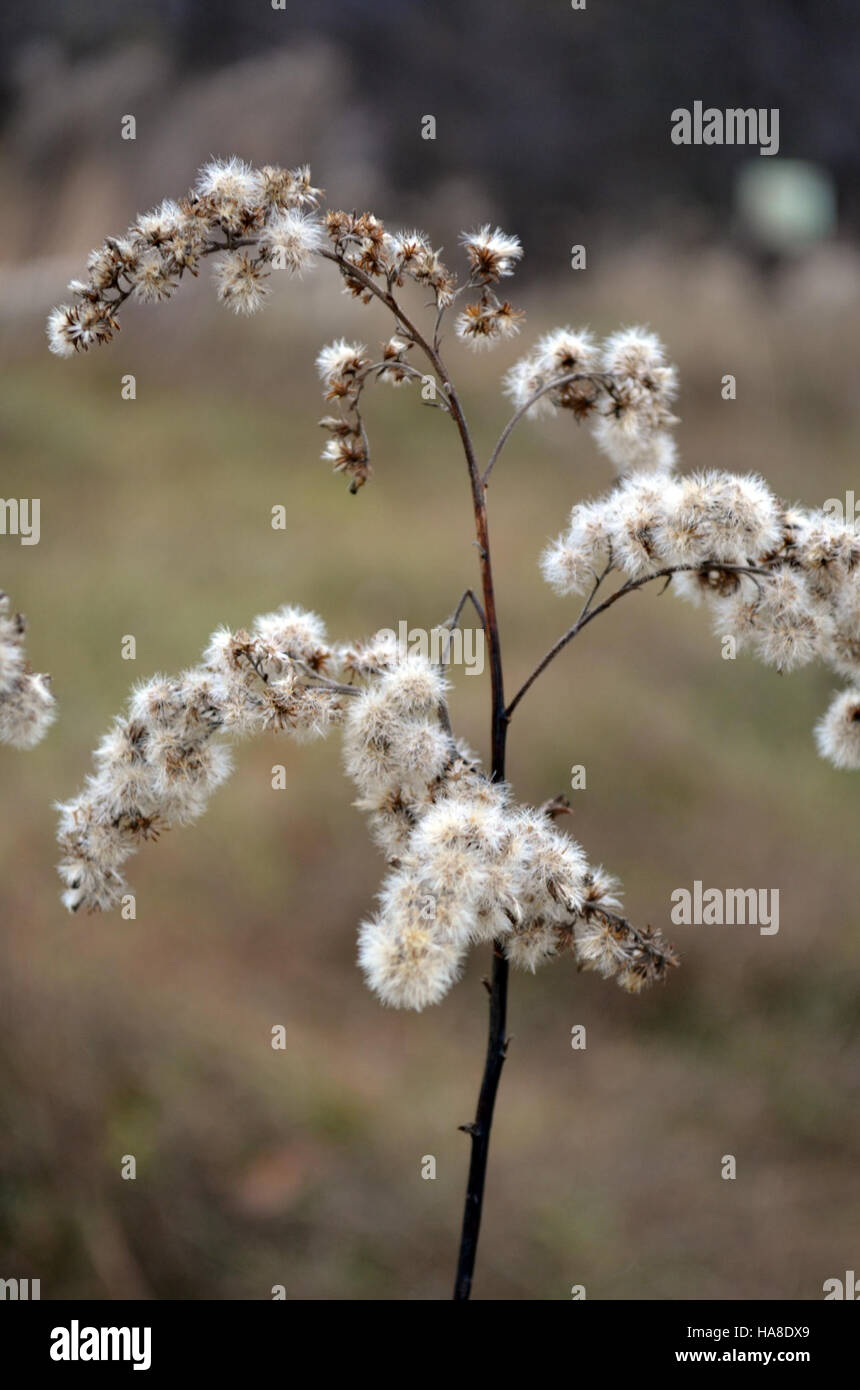 Goldenrod fluff seedheads, photographed in a national park, are a sign ...