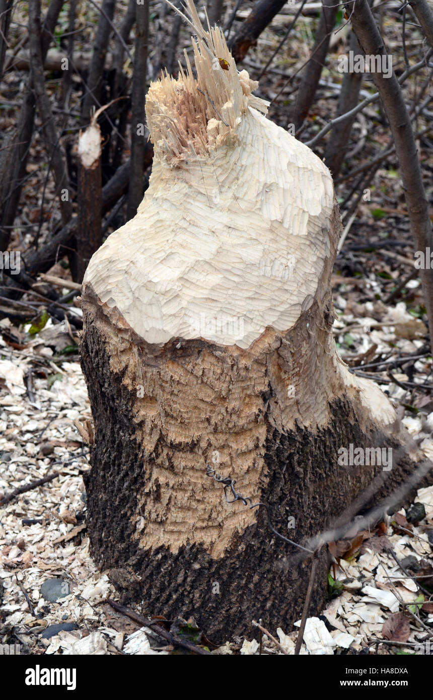 Beaver Log in a national park serves as a natural landmark, providing ...