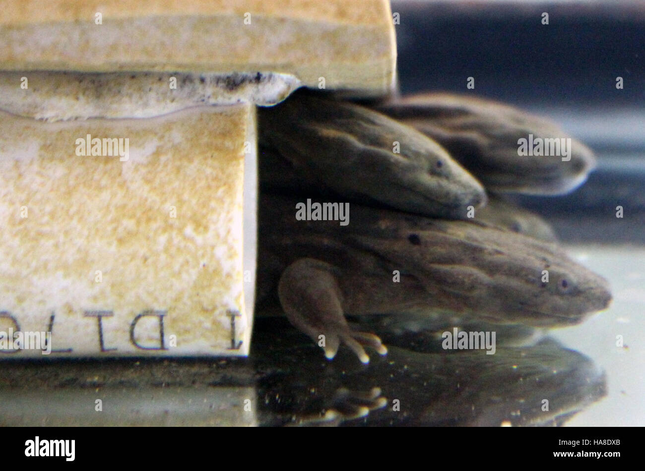 The Eastern Hellbender Project aims to protect and restore populations ...