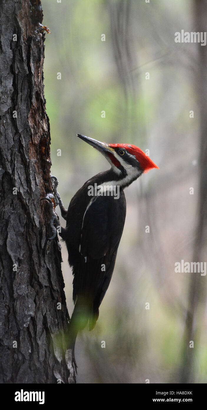 The pileated woodpecker, a large and striking bird, is spotted in a ...