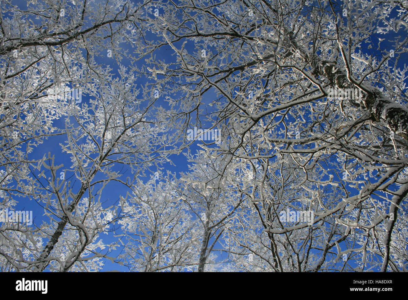 Winter trees in national parks provide valuable ecological insights ...