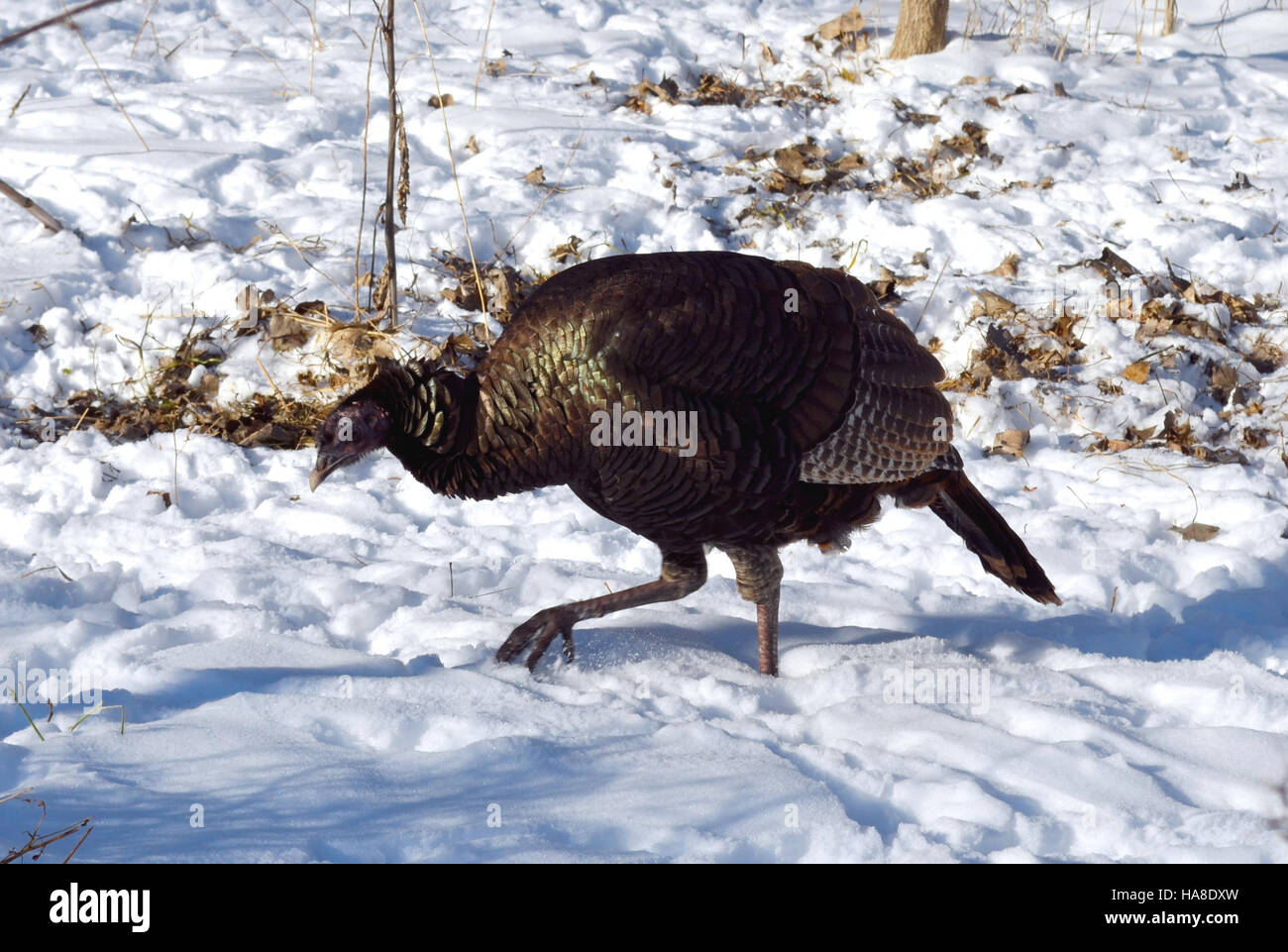 A female turkey is seen foraging for food in a snowy national park ...