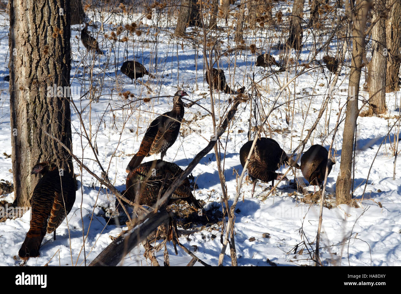 A group of wild turkeys, known as a rafter, captured in the Midwest ...