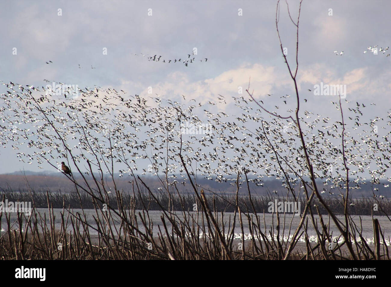 Snow geese and a juvenile bald eagle are spotted in a national park ...