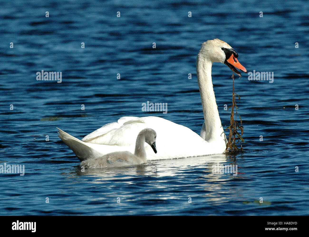 The mute swan, an invasive species in North America, is commonly found ...