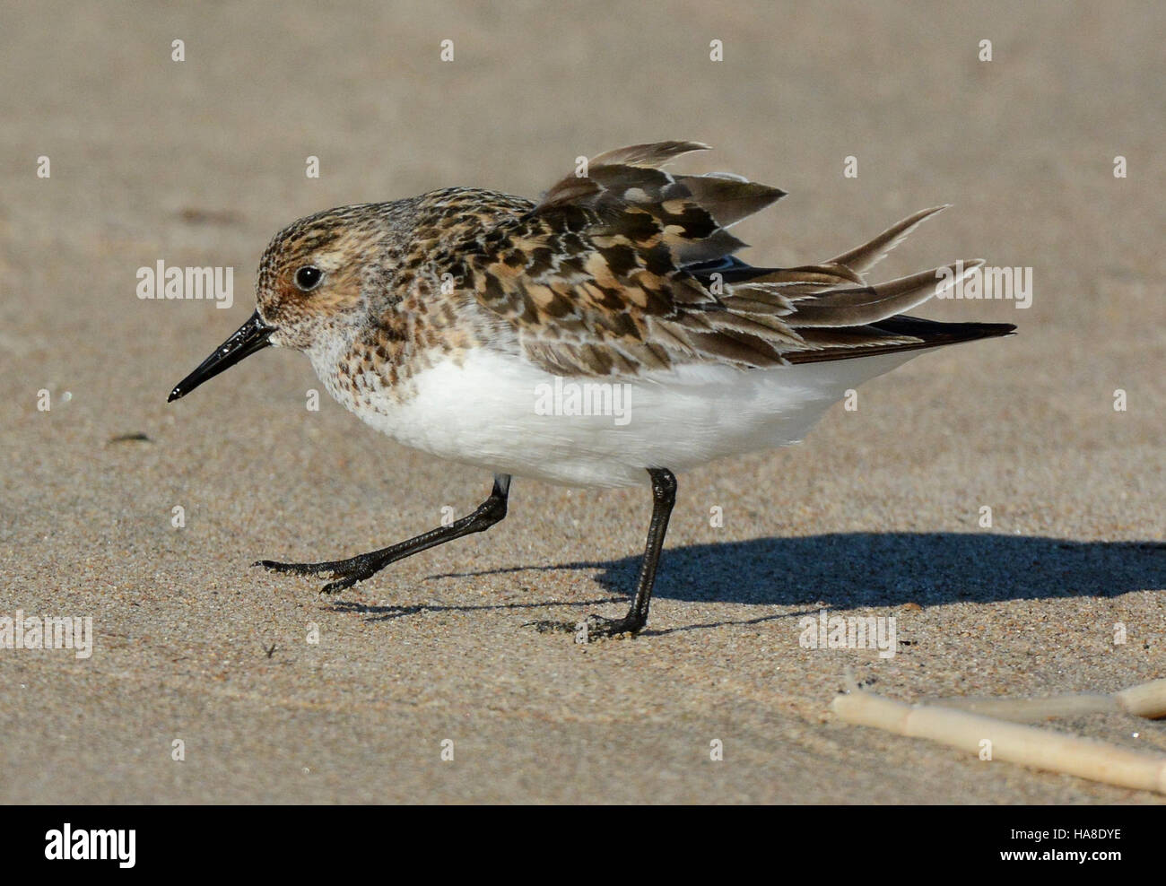 The Sanderling, a small shorebird, is commonly seen along the shores of ...