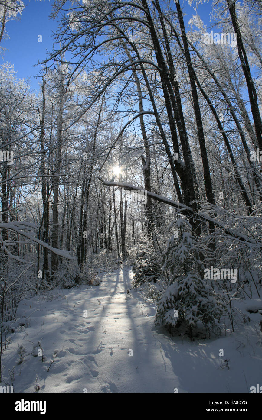This image depicts winter trees in a national park, highlighting the ...