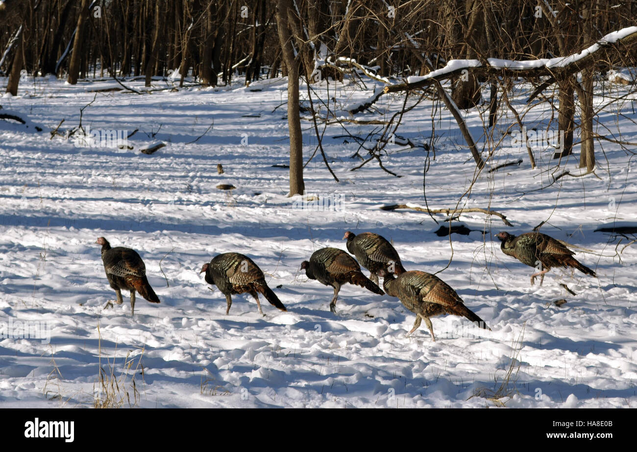 A rafter of turkeys in a national park setting demonstrates the rich ...