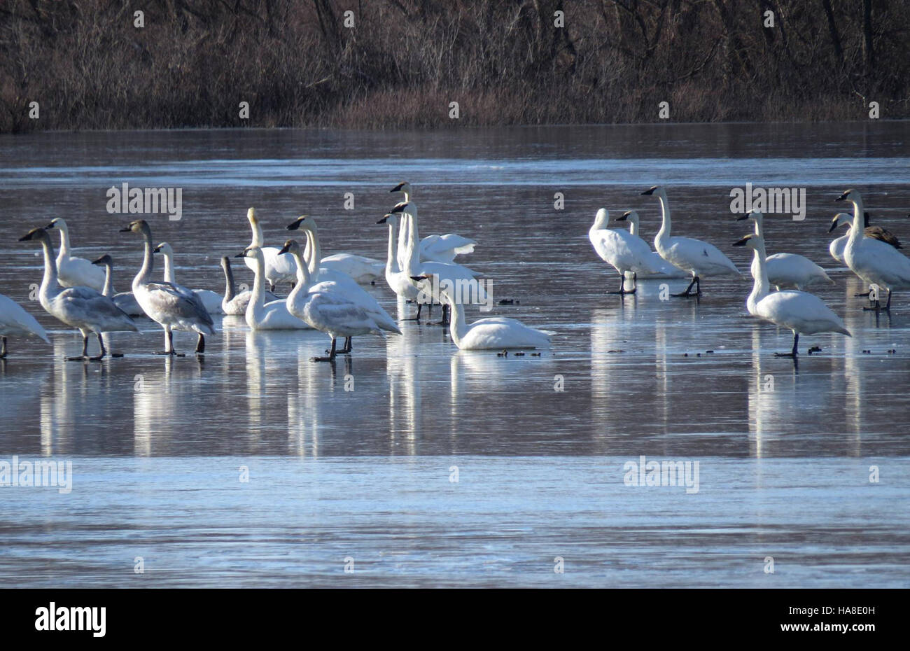 Trumpeter and Tundra Swans are commonly seen in U.S. national parks ...