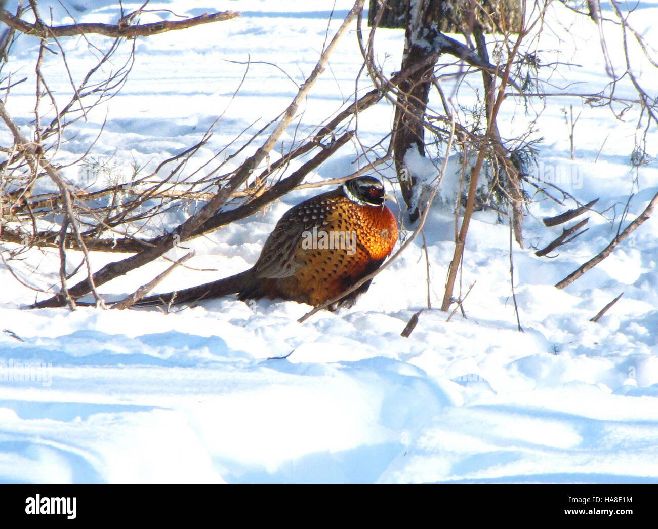 This image features a Ring-necked Pheasant in a national park ...