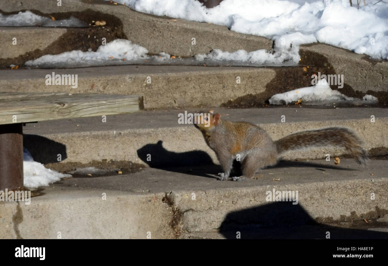 A wildlife image of an animal stretching in a national park, showcasing ...