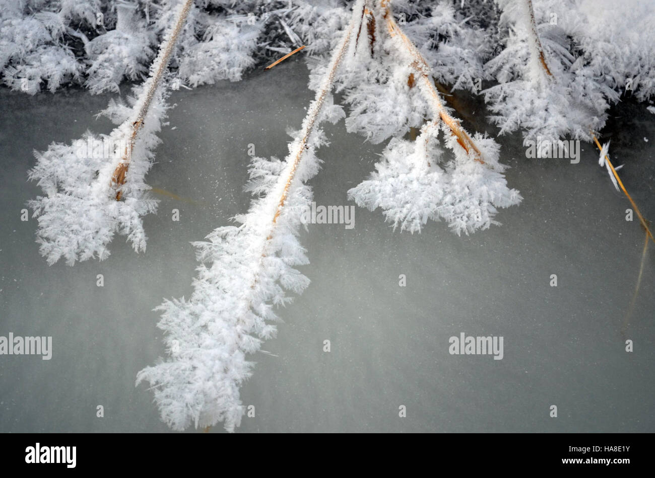 Creek Frost is a scenic area in a national park, offering views of ...