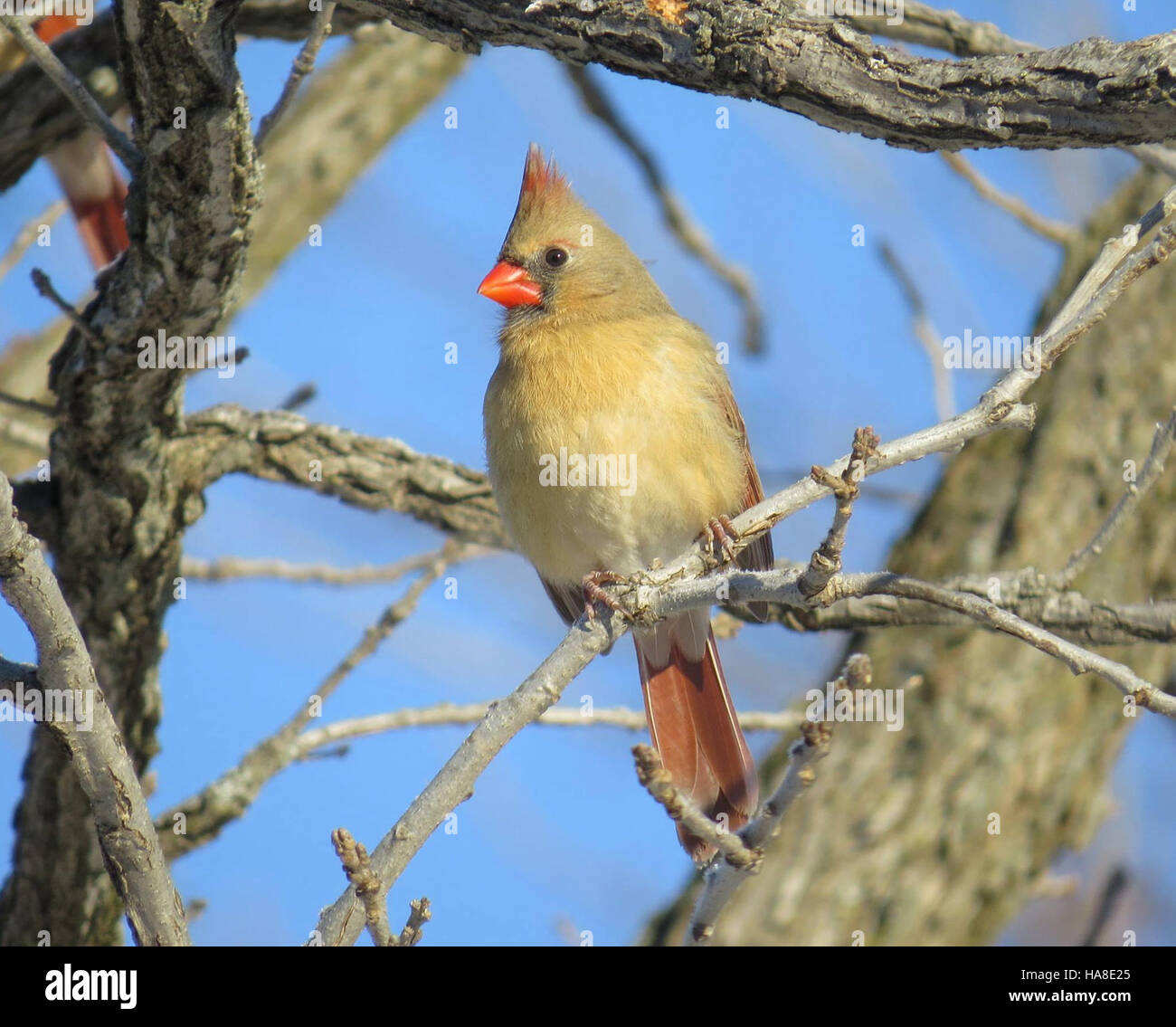 usfwsmidwest 24329669966 Female Northern Cardinal Stock Photo - Alamy