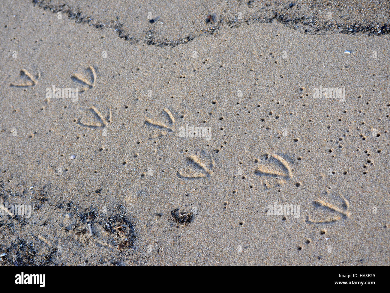 usfwsmidwest 24347689314 Duck Trail Stock Photo - Alamy