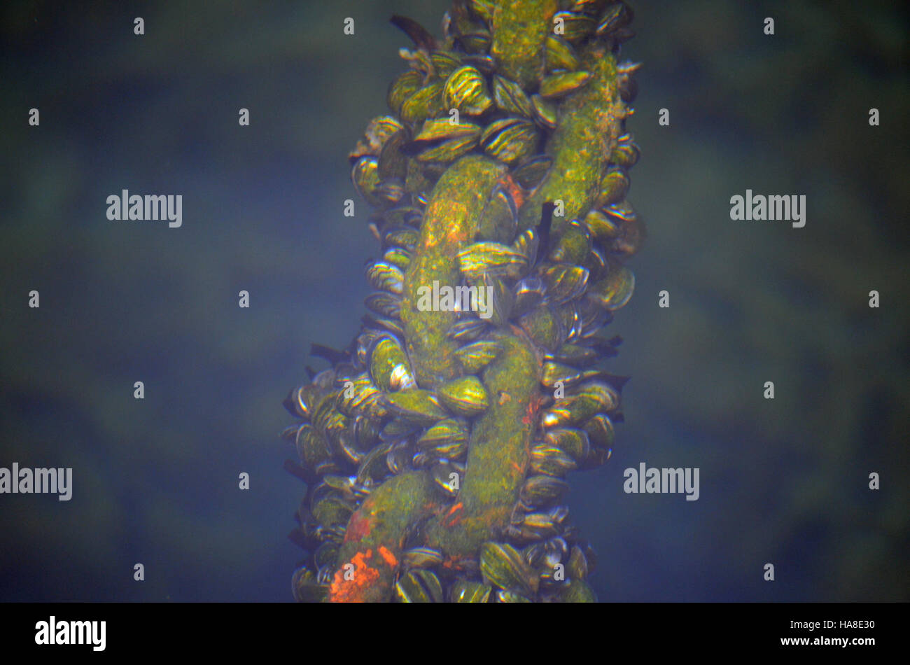 This image captures a mussel chain gang in a national park, focusing on ...