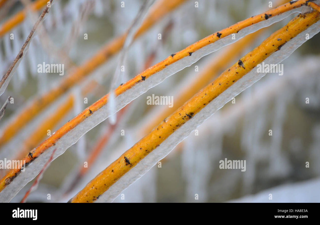 Ice Willow National Park is home to a unique ecosystem where the Ice ...