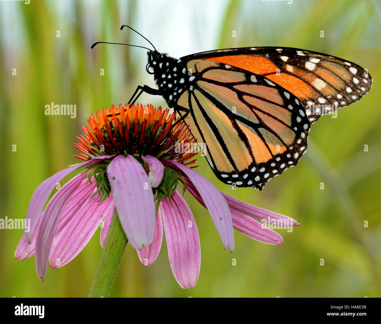 Monarch butterfly key species hi-res stock photography and images - Alamy
