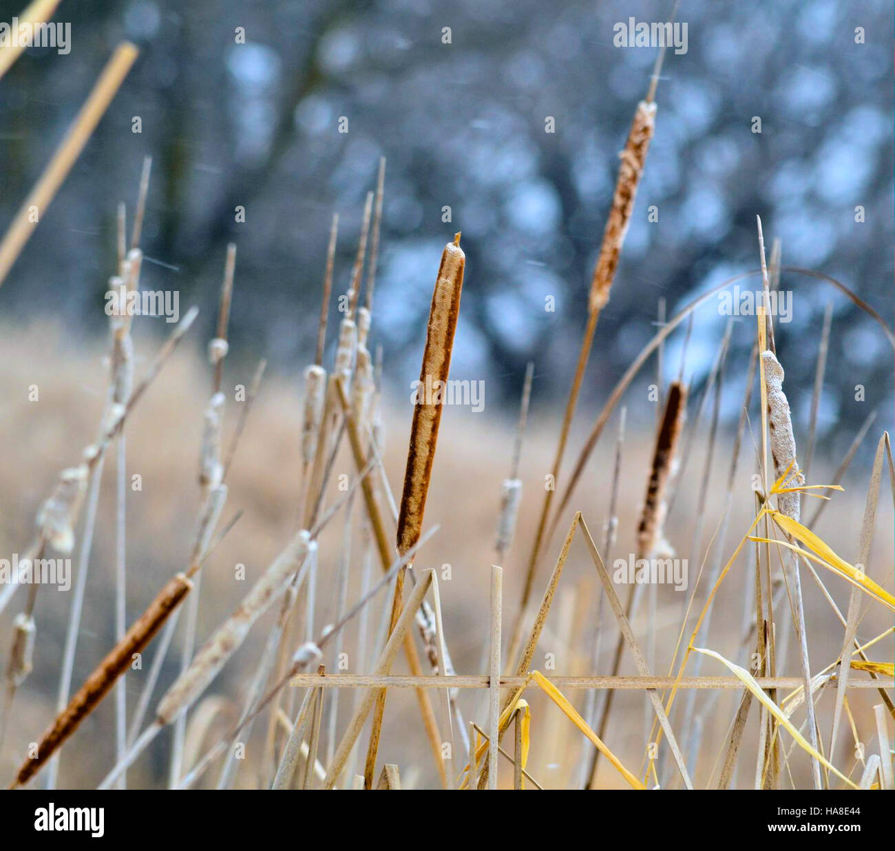 Cattails in the national park ecosystem play a crucial role in wetland ...