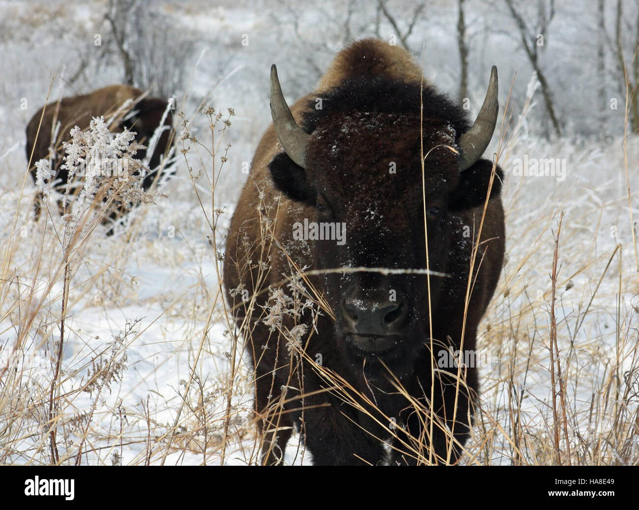 Bison are a key species in the Neal Smith National Wildlife Refuge ...