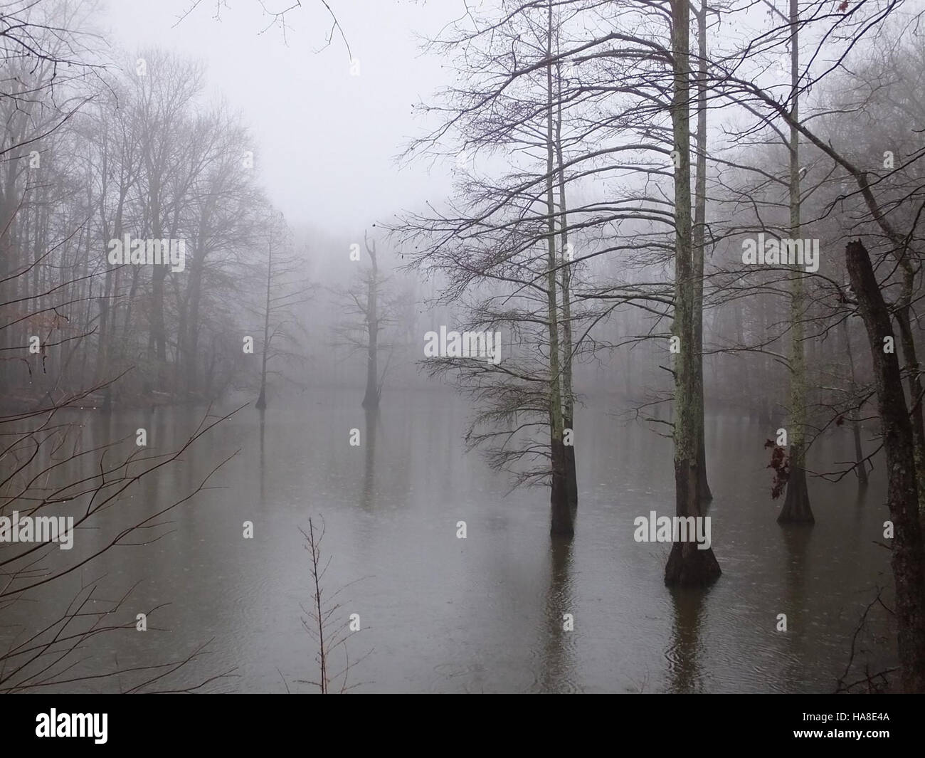 Mingo National Wildlife Refuge in Missouri presents a foggy morning ...