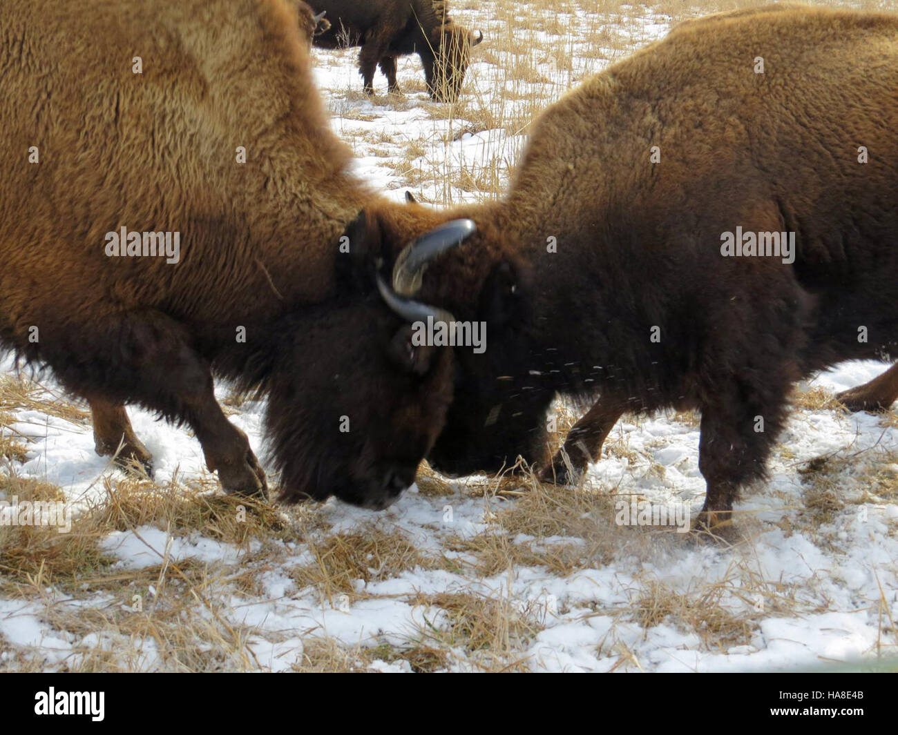 A group of bison in a national park displays territorial behavior ...
